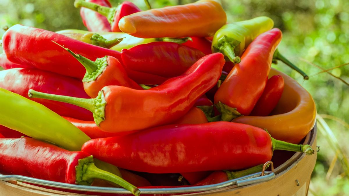 When to harvest banana peppers: 5 expert tips | Homes and Gardens