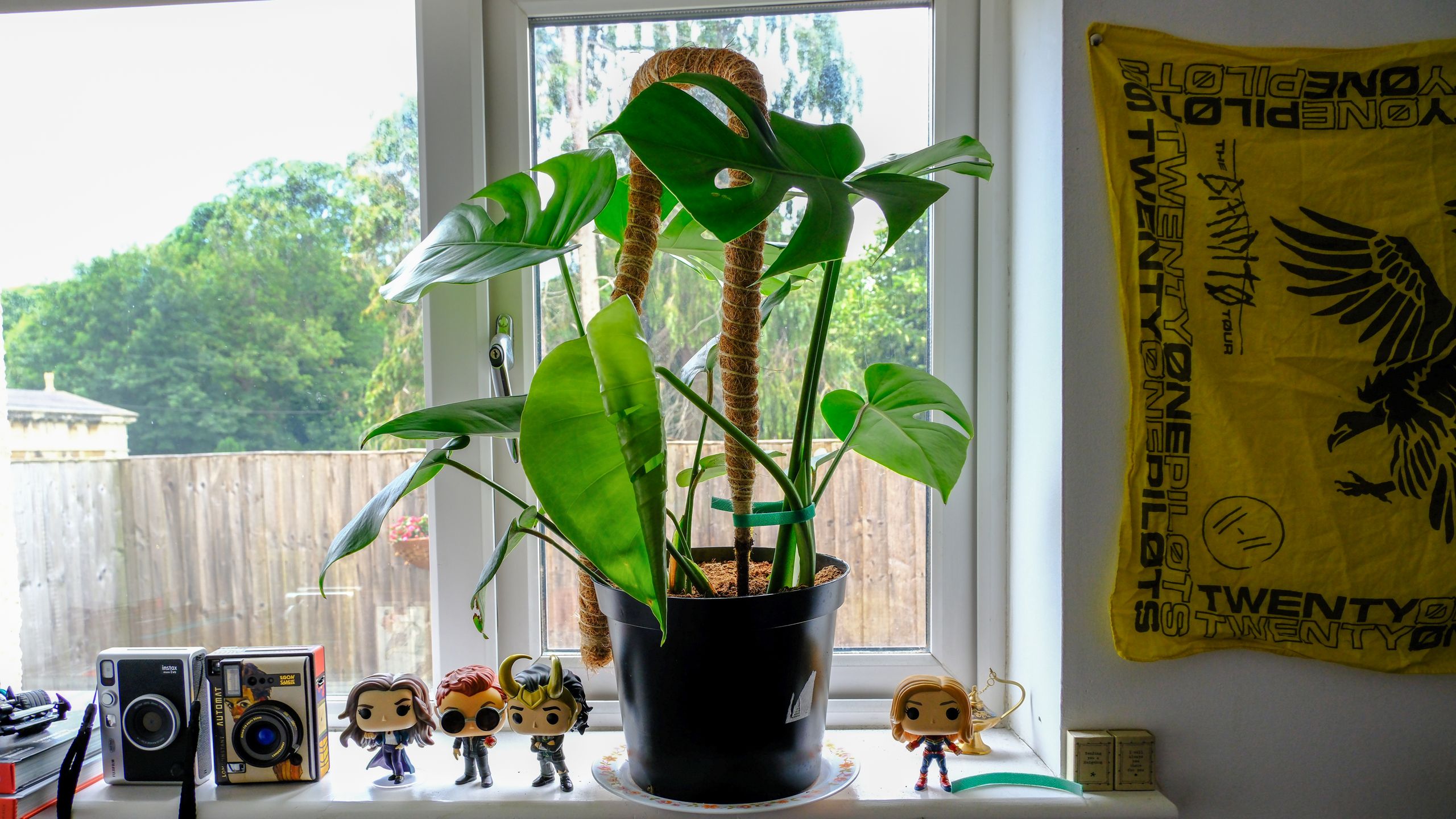 Monstera infested with fungus gnats? So was mine, and here’s how I ...