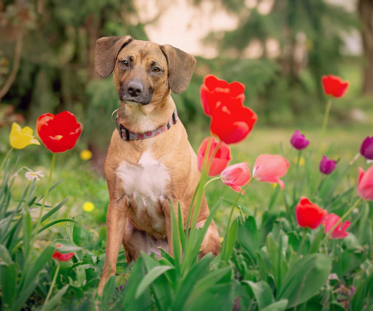 Are spring bulbs poisonous to pets? Experts discuss dangers | Homes and ...