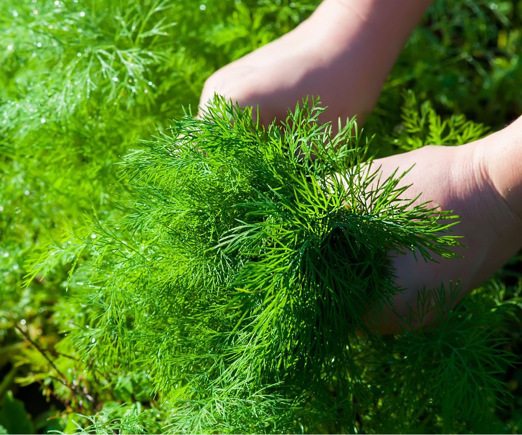 How to prune dill: expert tips and tricks | Homes and Gardens