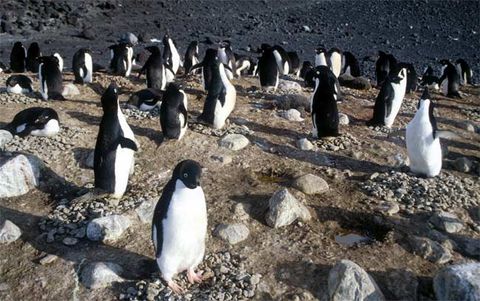 Happy Feet: A Gallery of Pudgy Penguins | Live Science