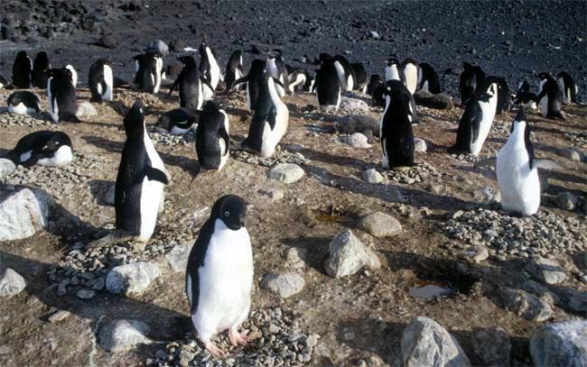 Happy Feet: A Gallery of Pudgy Penguins | Live Science
