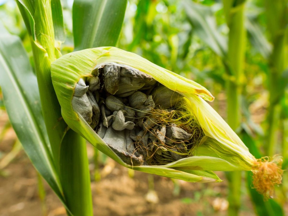 What Is Corn Smut - Tips For Preventing And Treating Corn Smut Disease ...