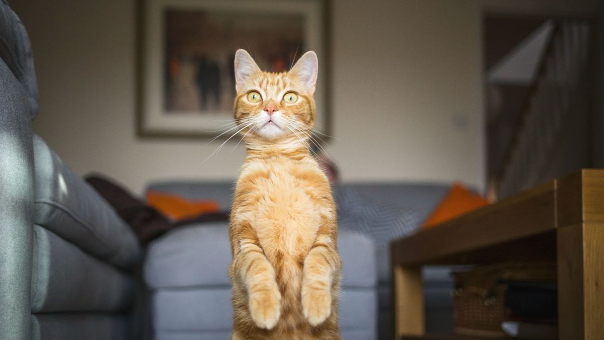 32 tips for training your cat | PetsRadar