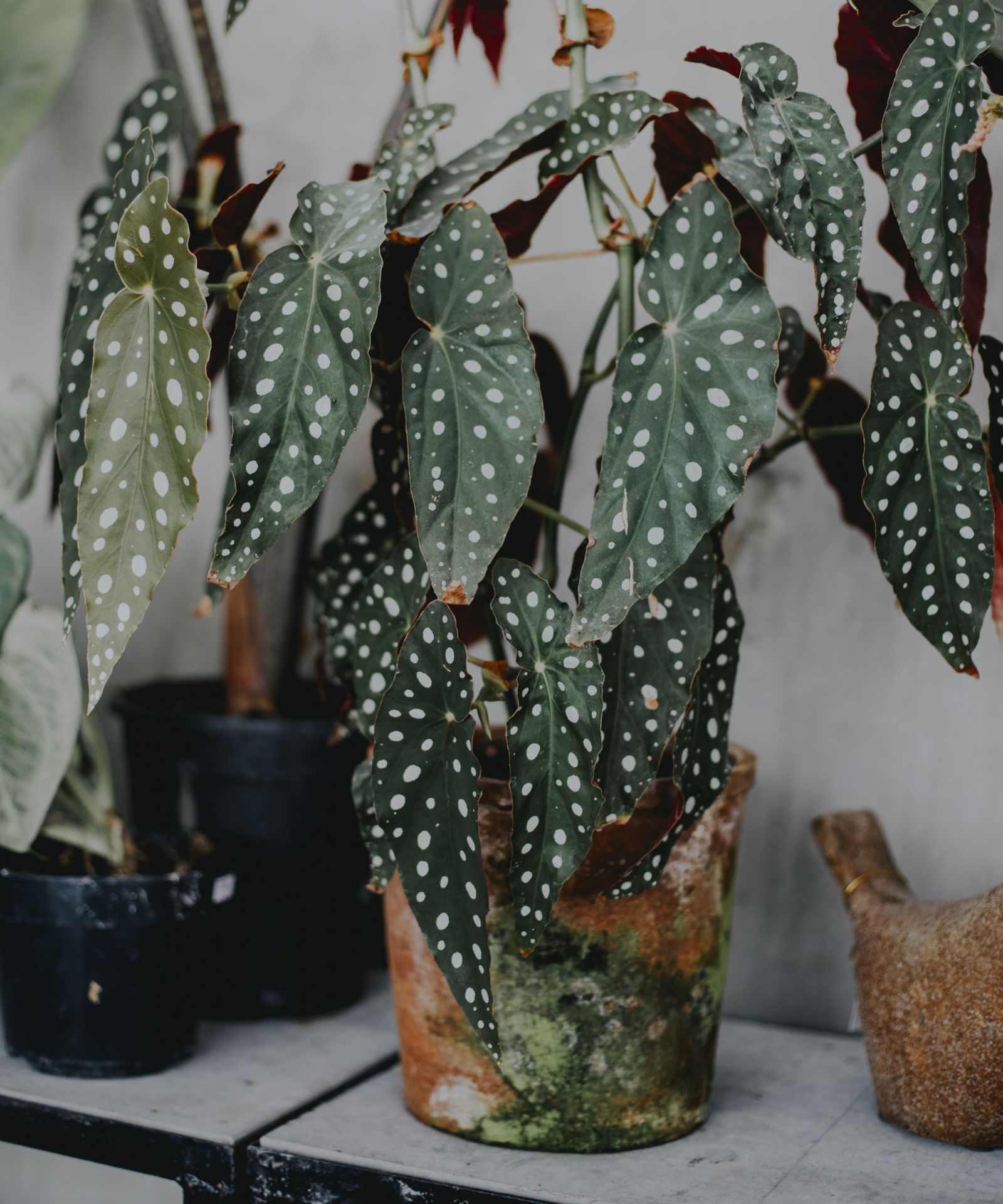 How to care for a polka dot begonia: 5 expert tips | Homes and Gardens