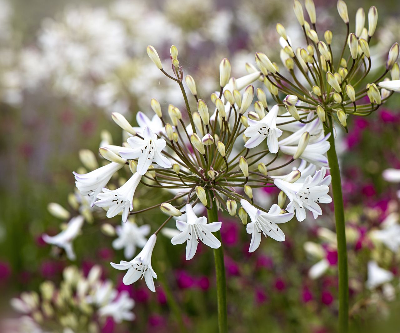 How to grow agapanthus for eye-catching, structural blooms | Homes and ...