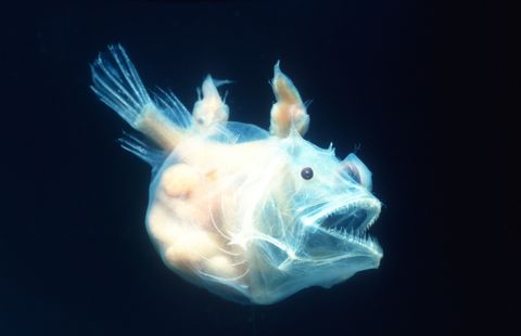 Anglerfish: Biology, bioluminescence and lifecycle | Live Science