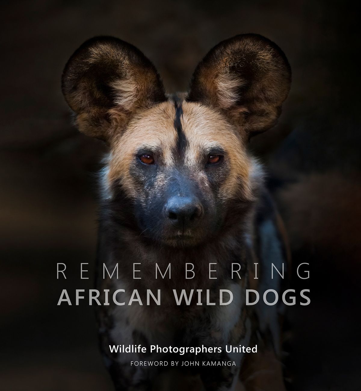 Amazing photographs of African wild dogs star in new conservation book ...