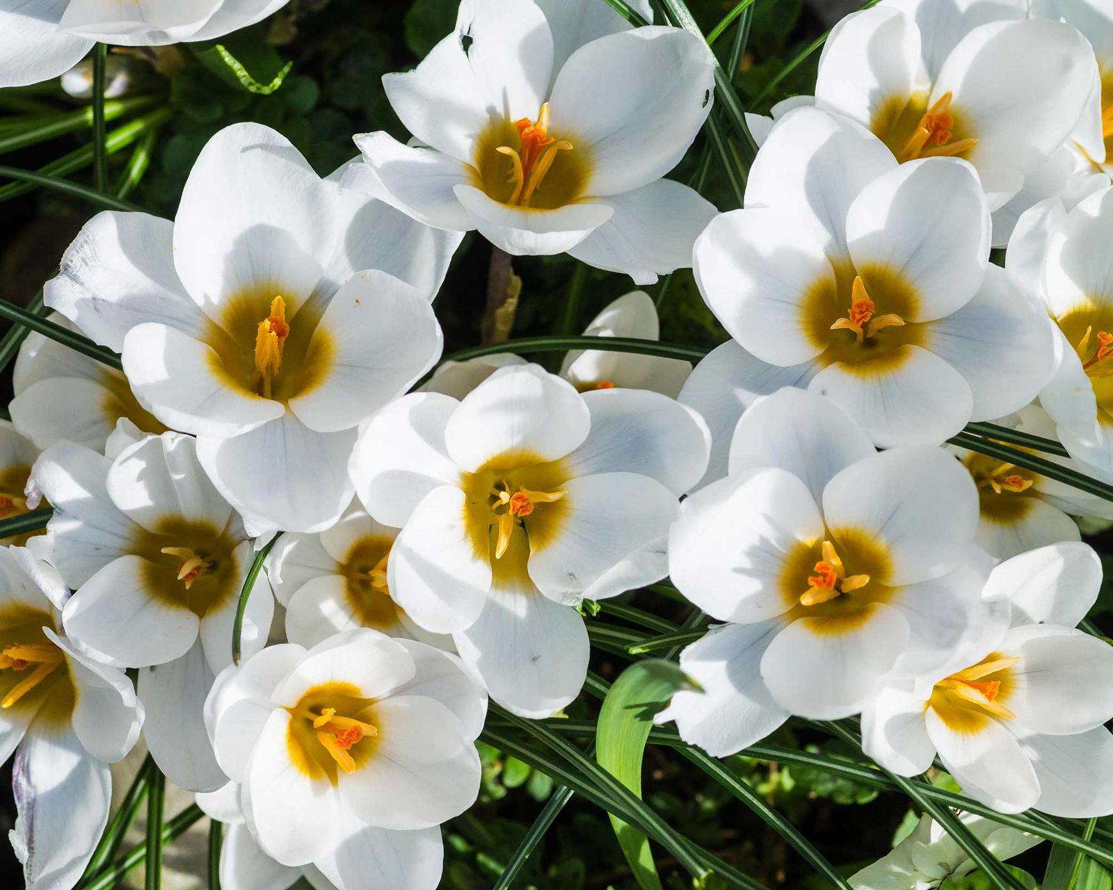Types of crocus: 12 spring-flowering bulbs | Gardeningetc
