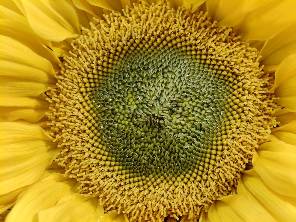 Pixel 9a macro mode — here's how it compares to the iPhone 16 Pro and ...