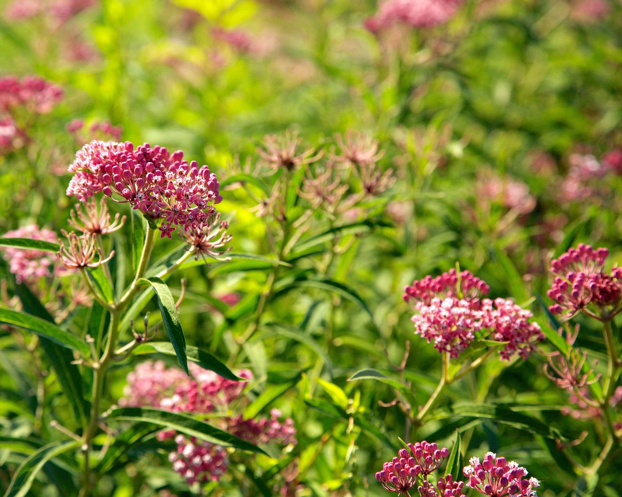 Milkweed care and growing guide: expert tips for success | Gardeningetc