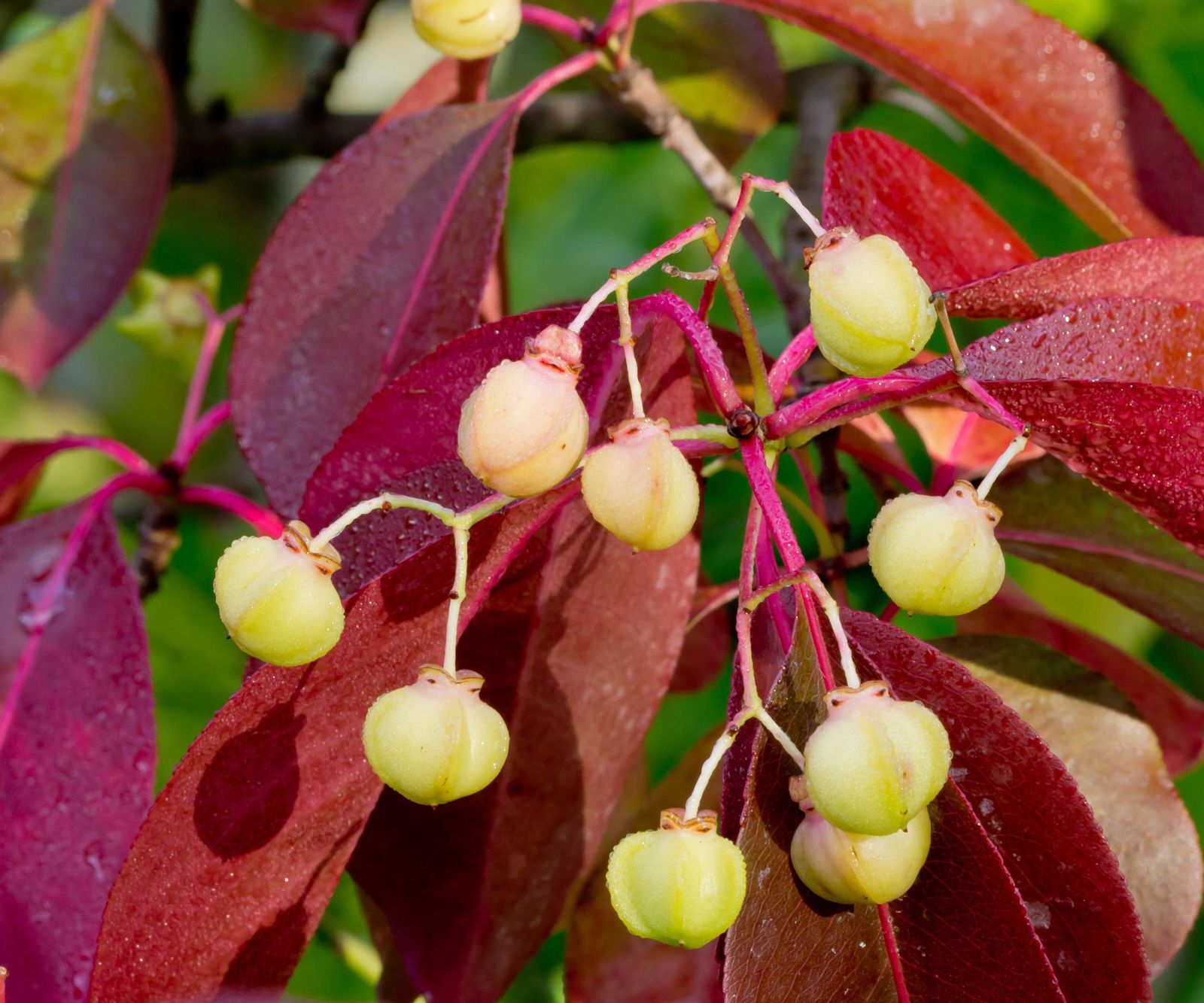 10 of the best euonymus varieties for your yard | Homes and Gardens