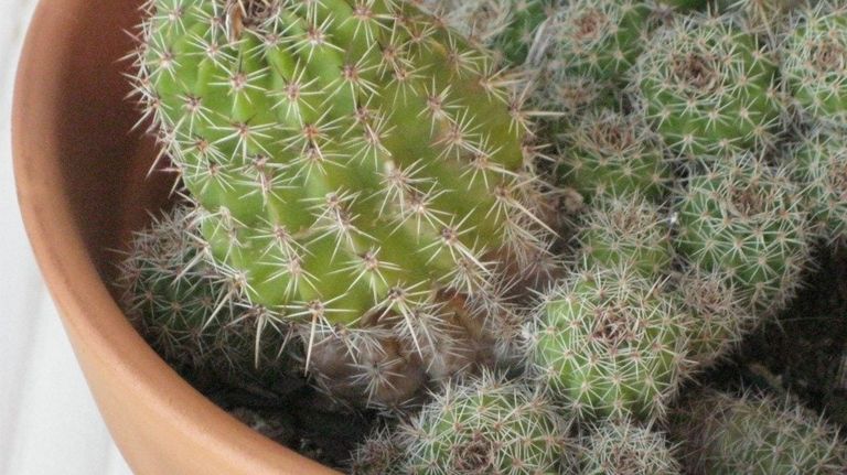 Overwatered Cactus Plants - Learn About Cactus Plants With Too Much ...