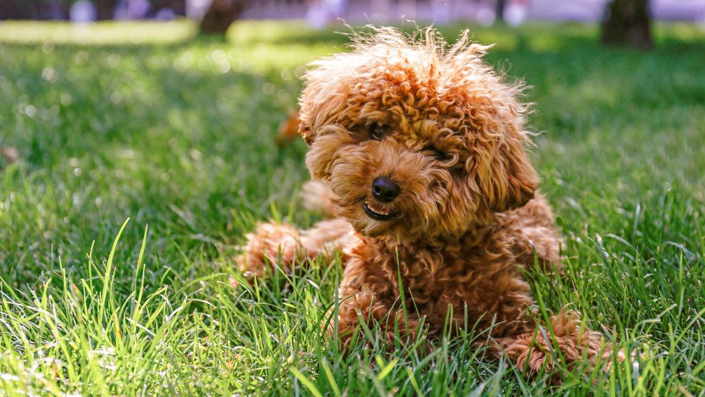 10 adorable teddy bear dog breeds | PetsRadar