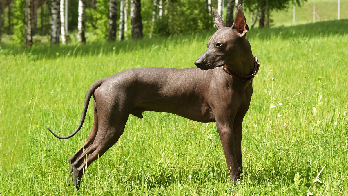 32 best dog breeds for warm climates | PetsRadar