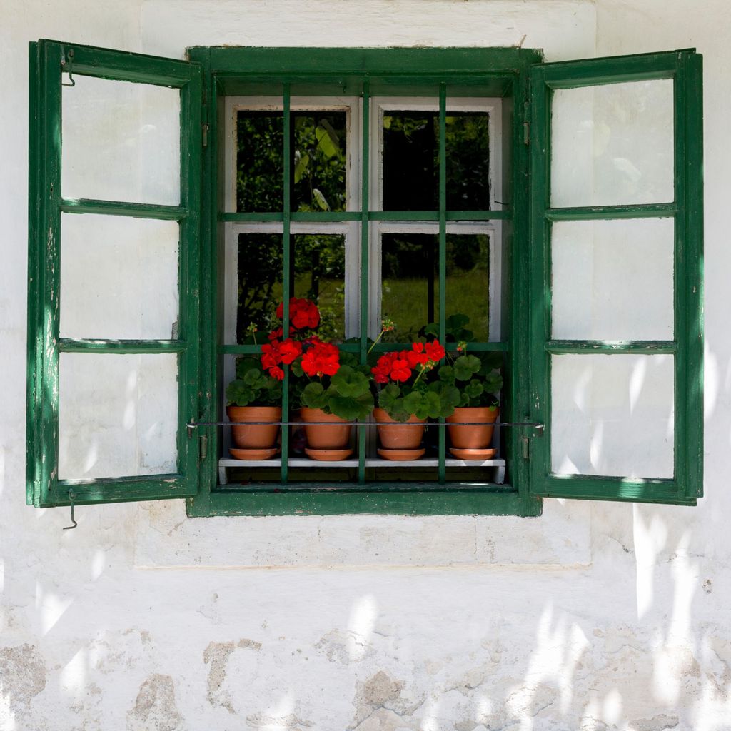 How to grow geraniums from seed - an expert guide | Ideal Home