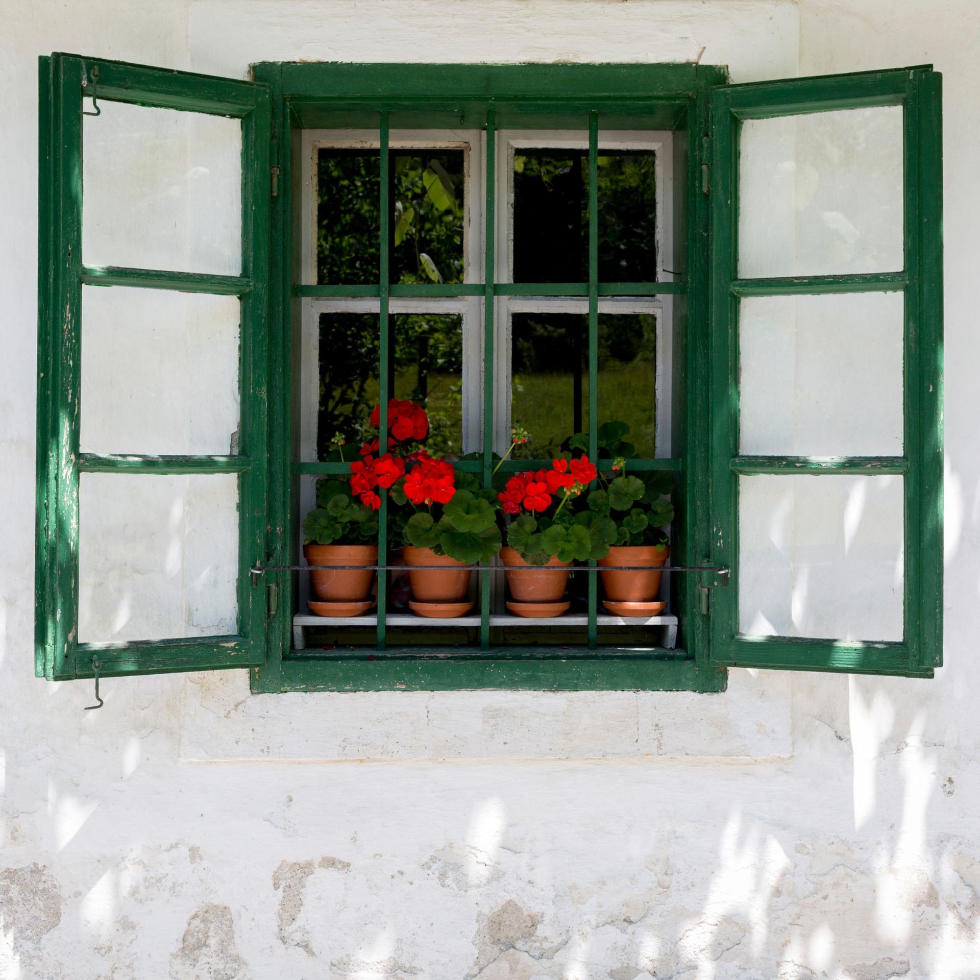 How to grow geraniums from seed - an expert guide | Ideal Home