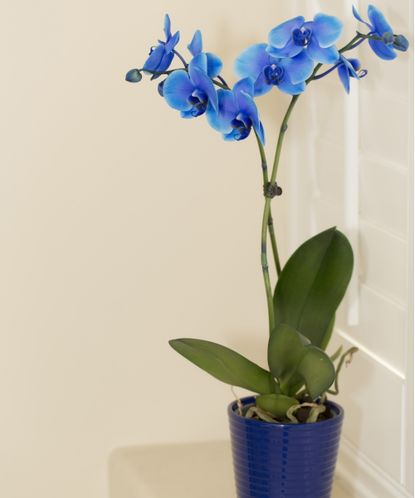 Best blue houseplants to create a calm indoor environment | Homes and ...
