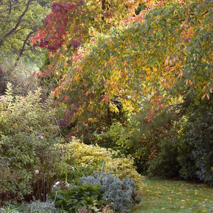 Best trees for fall color: with beautiful foliage | Homes and Gardens