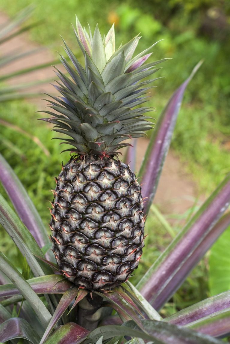 Pineapple Harvest Time - When And How To Harvest A Pineapple Plant ...