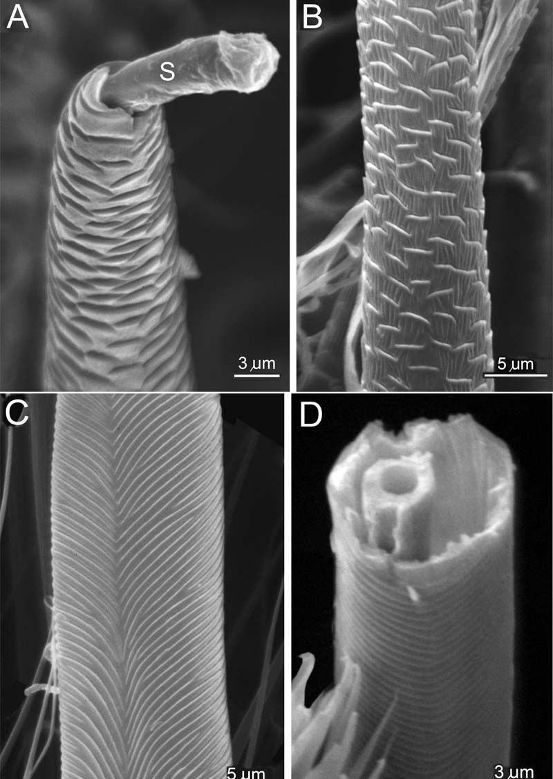 In Photos: Tarantulas Strut Their Stuff | Spider Silk | Live Science