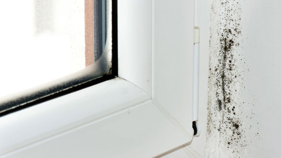 Mildew vs mould: What's the difference? | Homebuilding