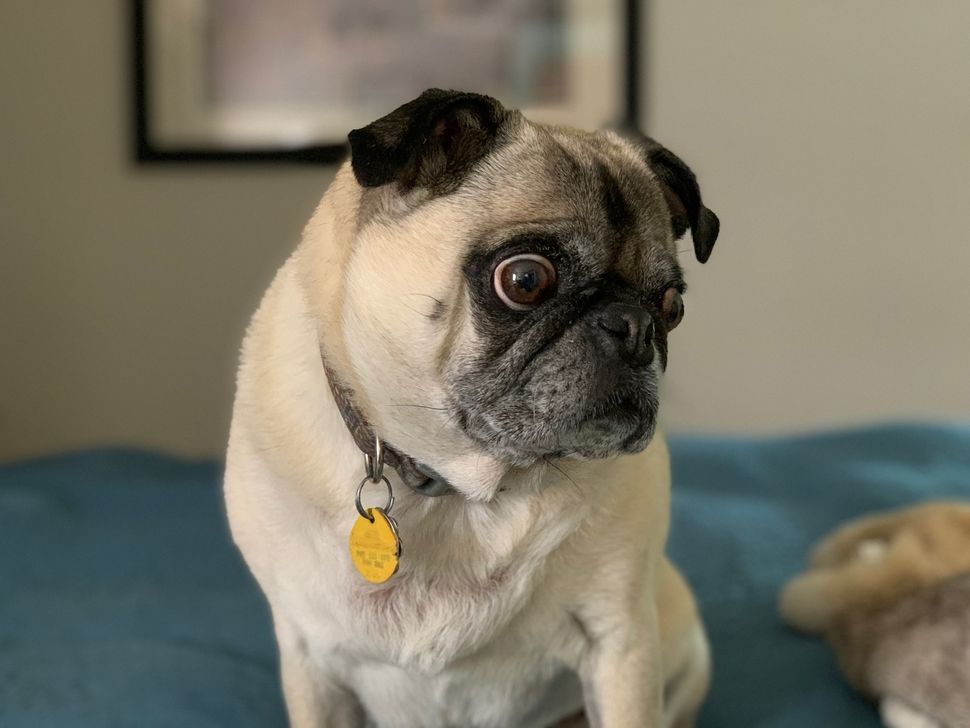 How to use Portrait mode and Portrait Lighting on iPhone | iMore