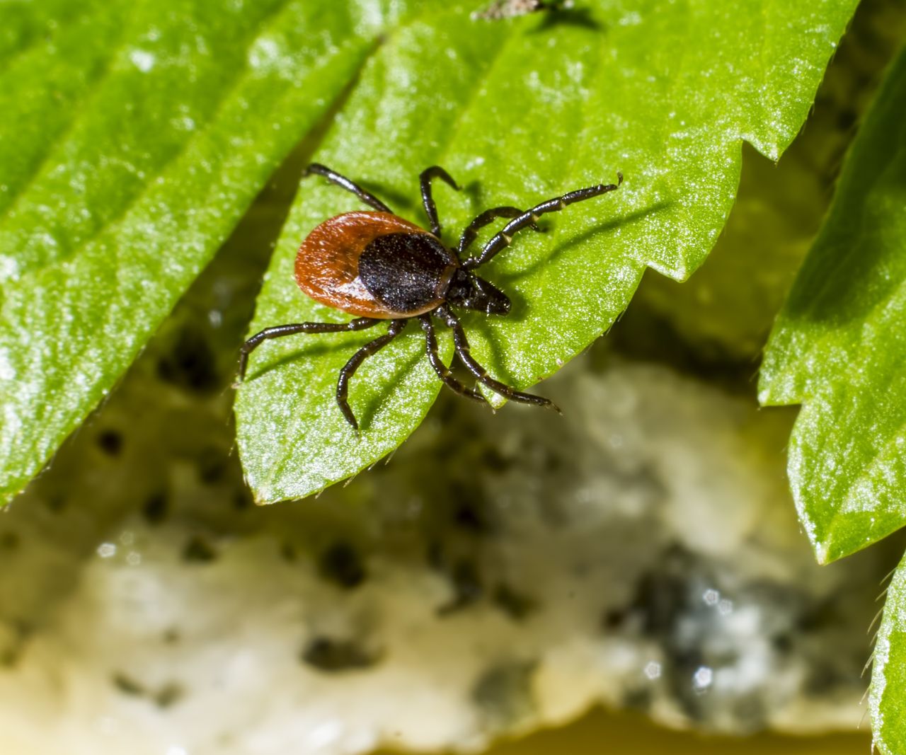 Best way to kill ticks in your yard: 5 expert methods | Homes and Gardens