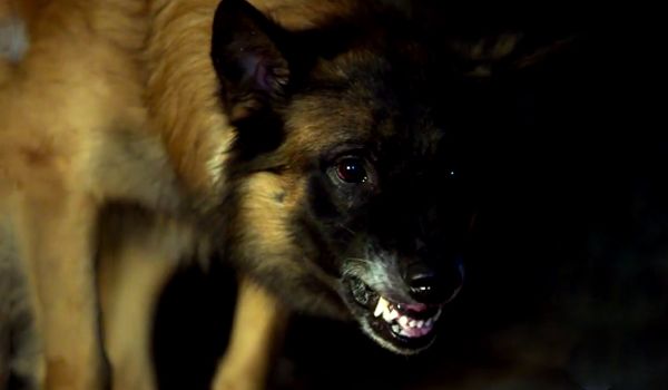 The Zoo Trailer Is About As Ridiculous As You Would Expect | Cinemablend