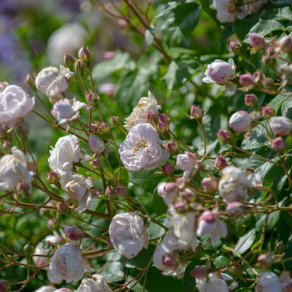 How to prune roses for big, abundant blooms next spring | Ideal Home