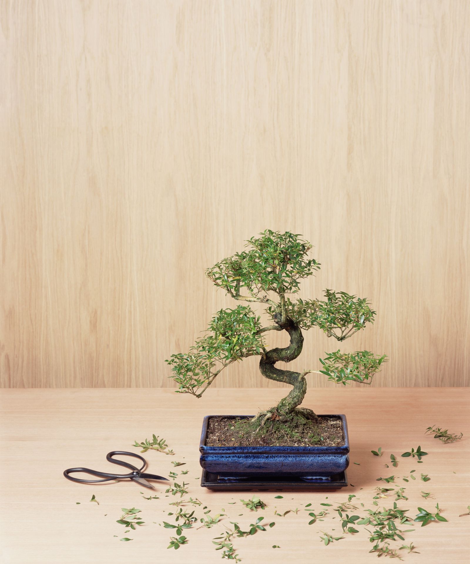 Experts share how the art of bonsai can help mental health | Homes and Gardens