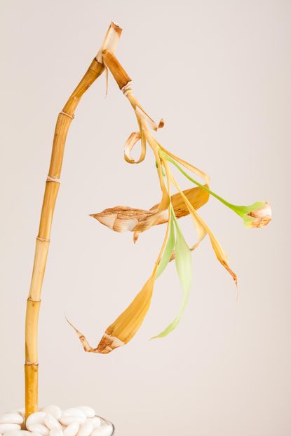 How to Revive a Bamboo Plant – 6 Tips From Experts | Livingetc