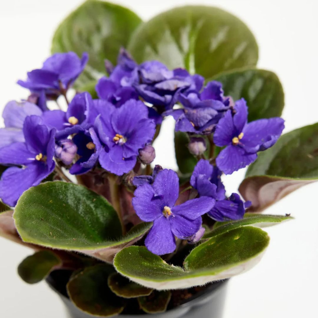 Feng Shui Living Room Plants to Bring Positive Energy | Livingetc