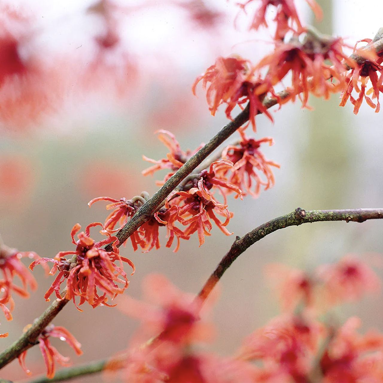 How to prune witch hazel and how often | Homes and Gardens