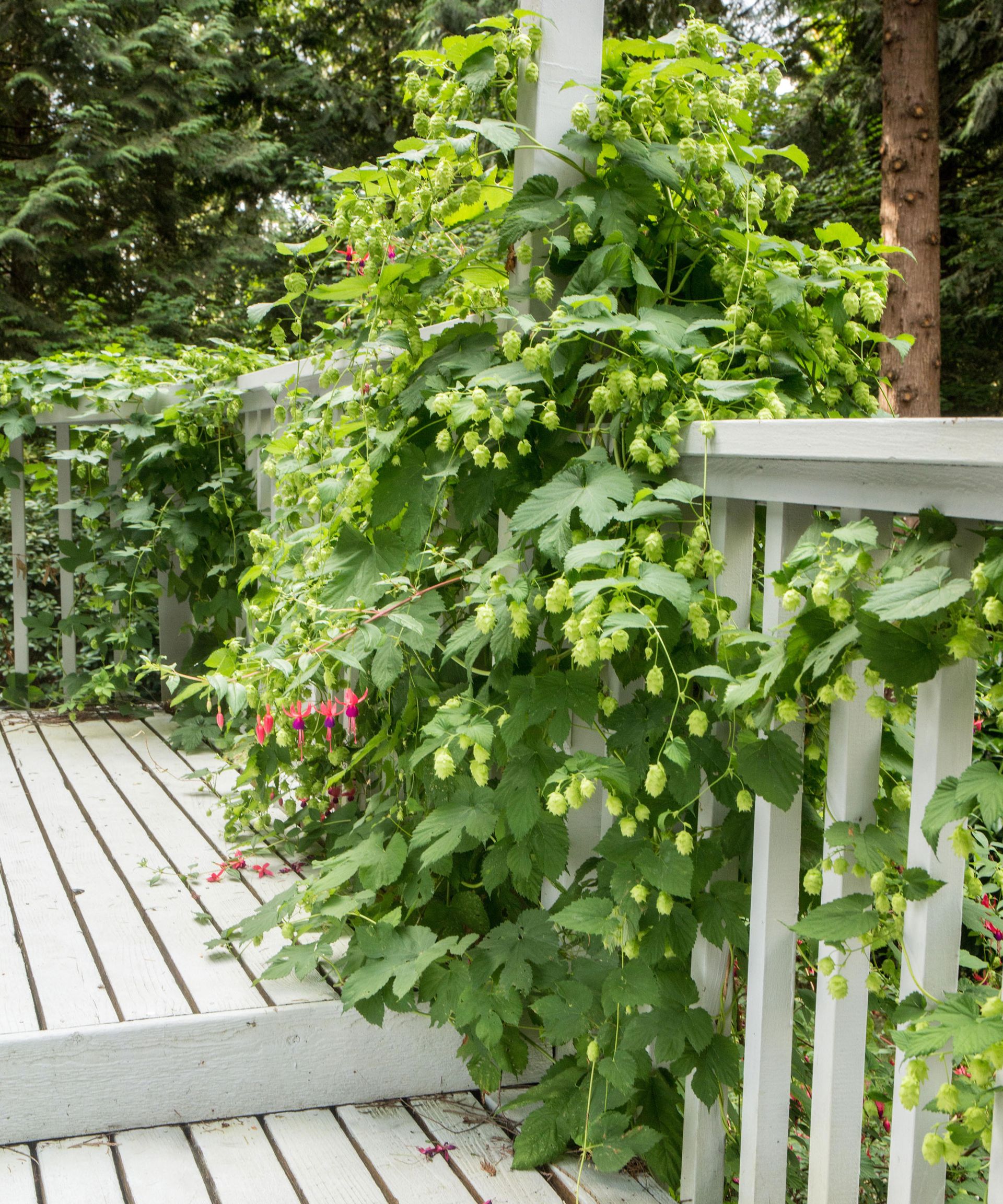 5 best climbers to plant in May: fill fences and walls in weeks | Homes ...