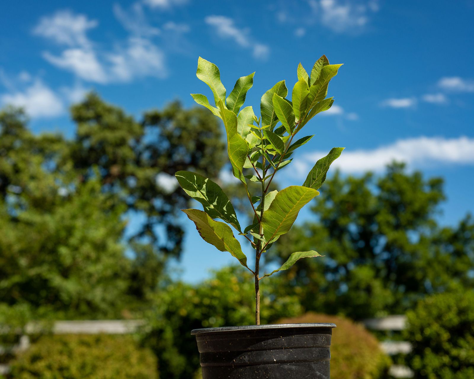 Pecan tree care and growing guide: expert tips for success | Gardeningetc