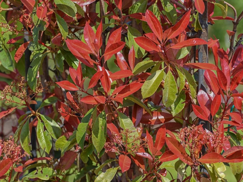 How To Grow Photinia Shrubs | Gardening Know How