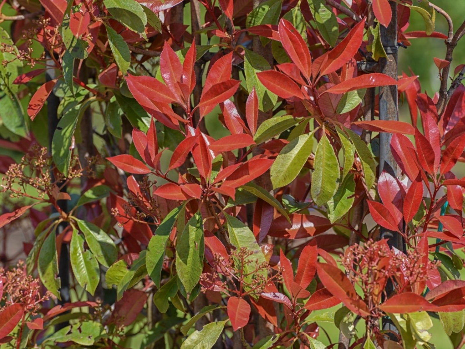How To Grow Photinia Shrubs | Gardening Know How