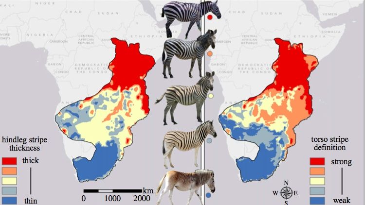 In Photos: Why Zebras Have Black and White Stripes | Live Science