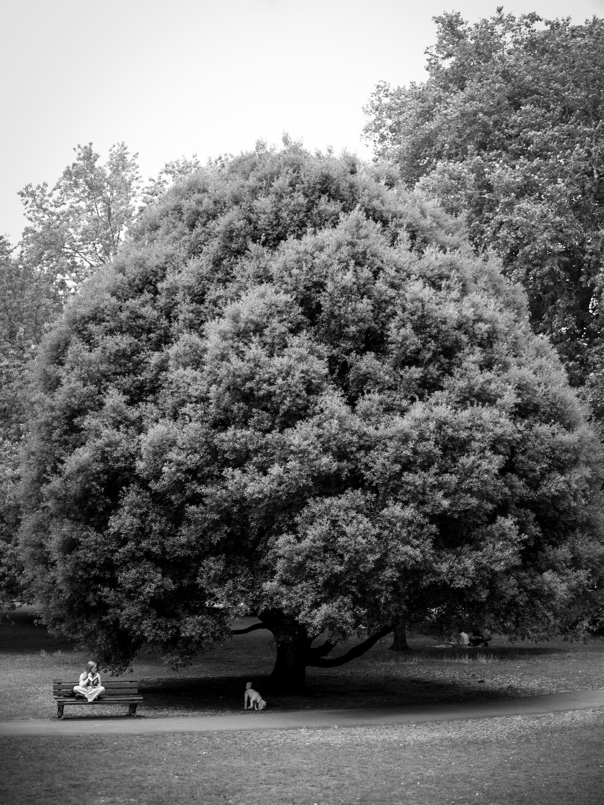 Hasselblad X2D II sample photo gallery: Check out the 100MP images from ...