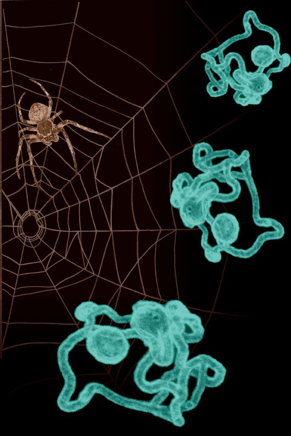 The Real Spider-Man | Live Science