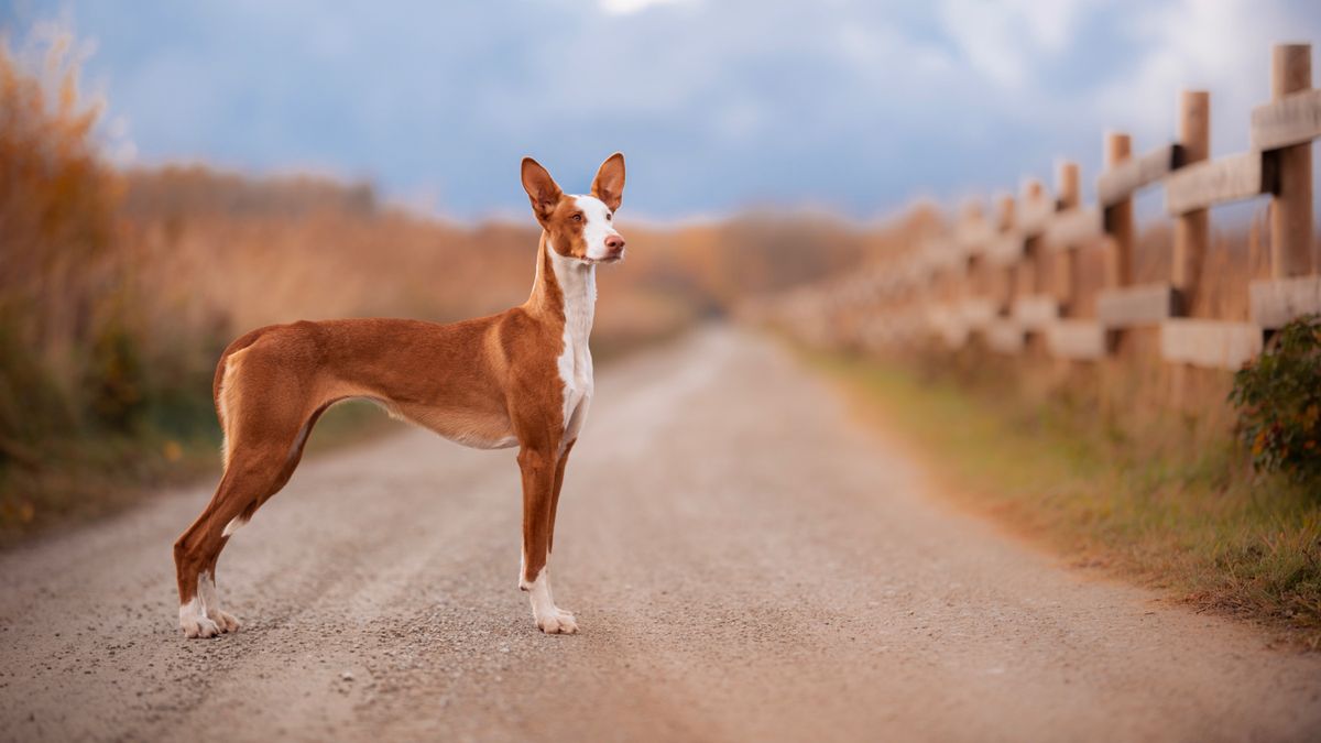The fastest dog breeds – and their top speeds | PetsRadar