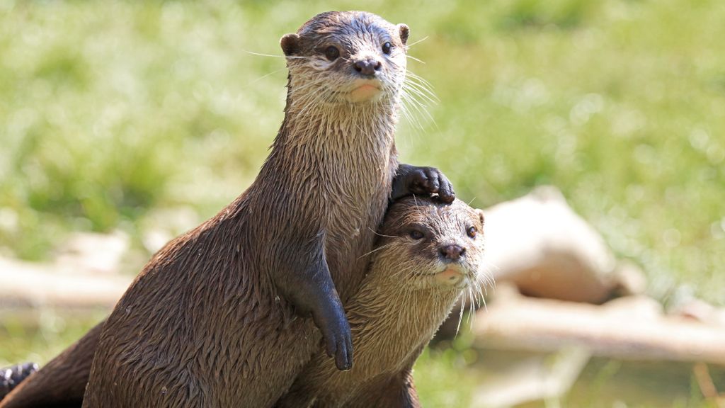 A group of violent otters is mysteriously attacking people and dogs in ...