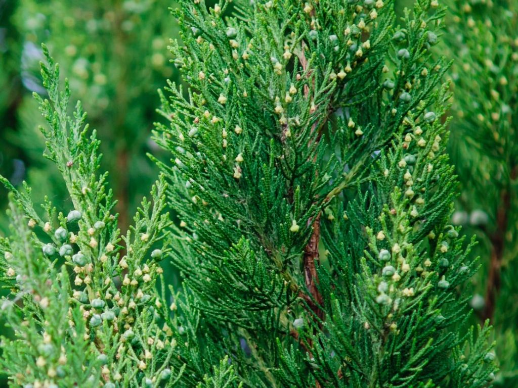 Can Invasive Species Be Native Or Only Non-Native? | Gardening Know How