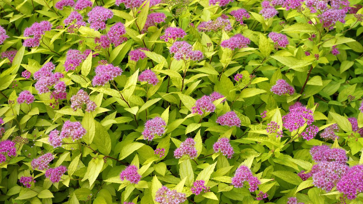 Spiraea care and growing guide: expert tips for success - TrendRadars