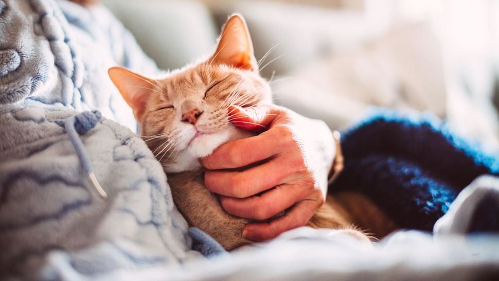 How do I know if my cat loves me? Here are the signs | PetsRadar