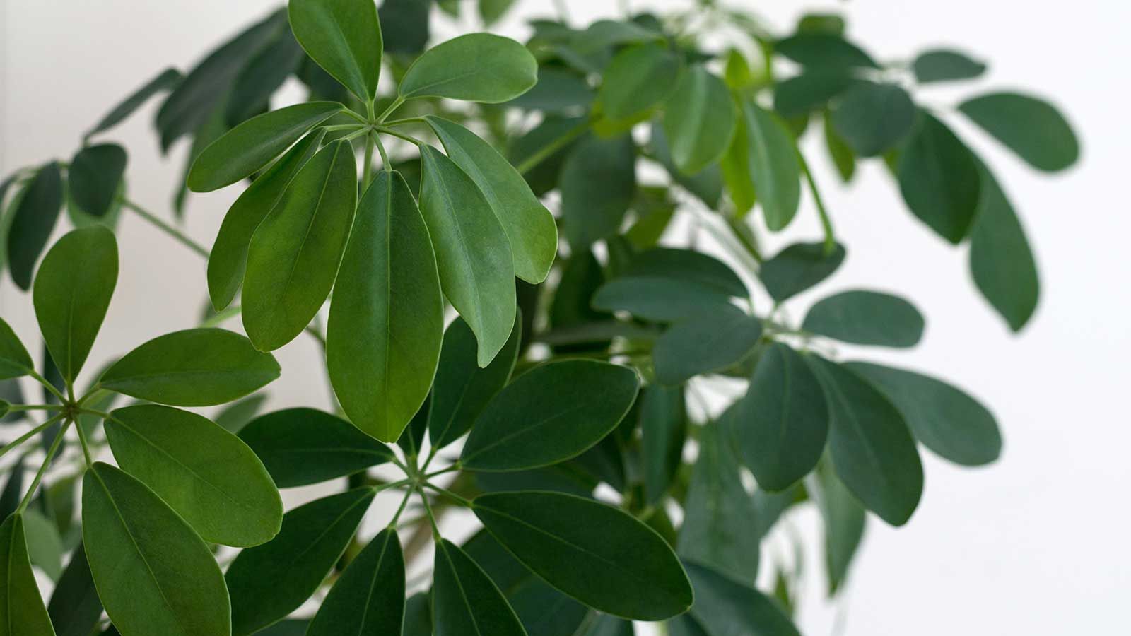 How to propagate schefflera: for more umbrella plants | Homes and Gardens