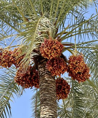 How to grow a date palm tree: from planting to harvesting | Homes and ...