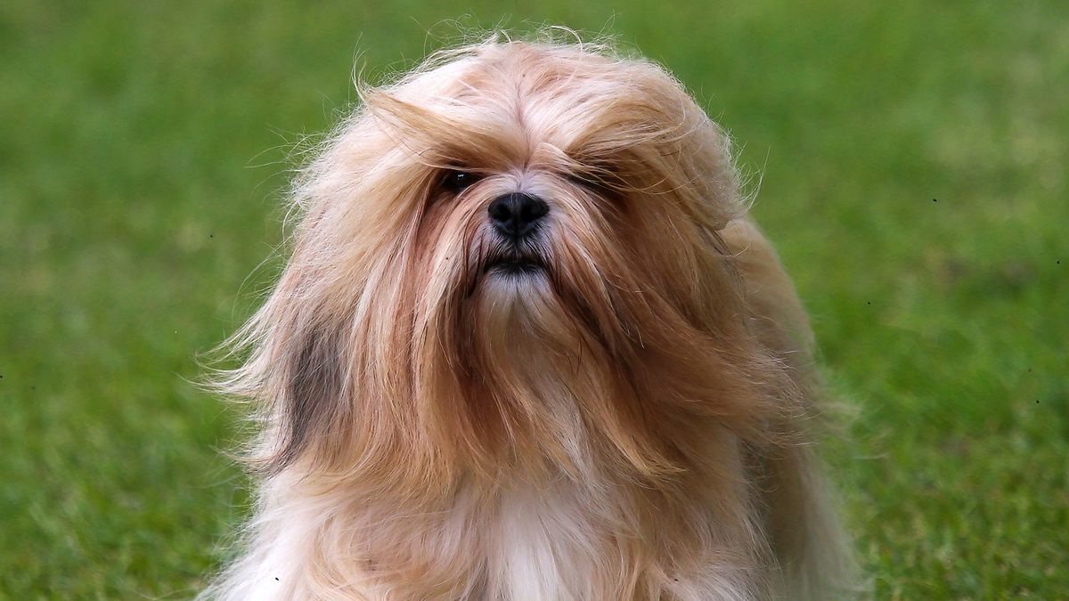 Lhasa Apso: Breed profile and information | PetsRadar