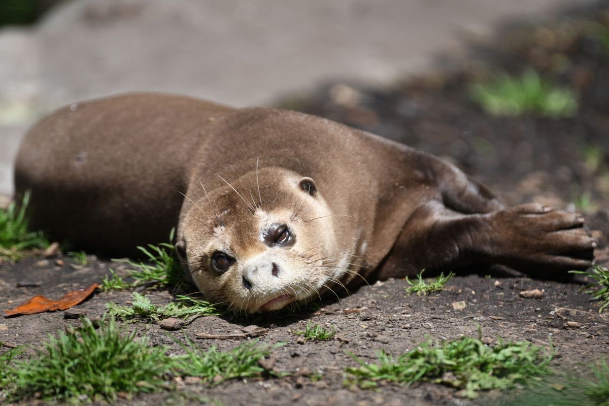 Sony Cyber-shot RX10 IV review | Live Science